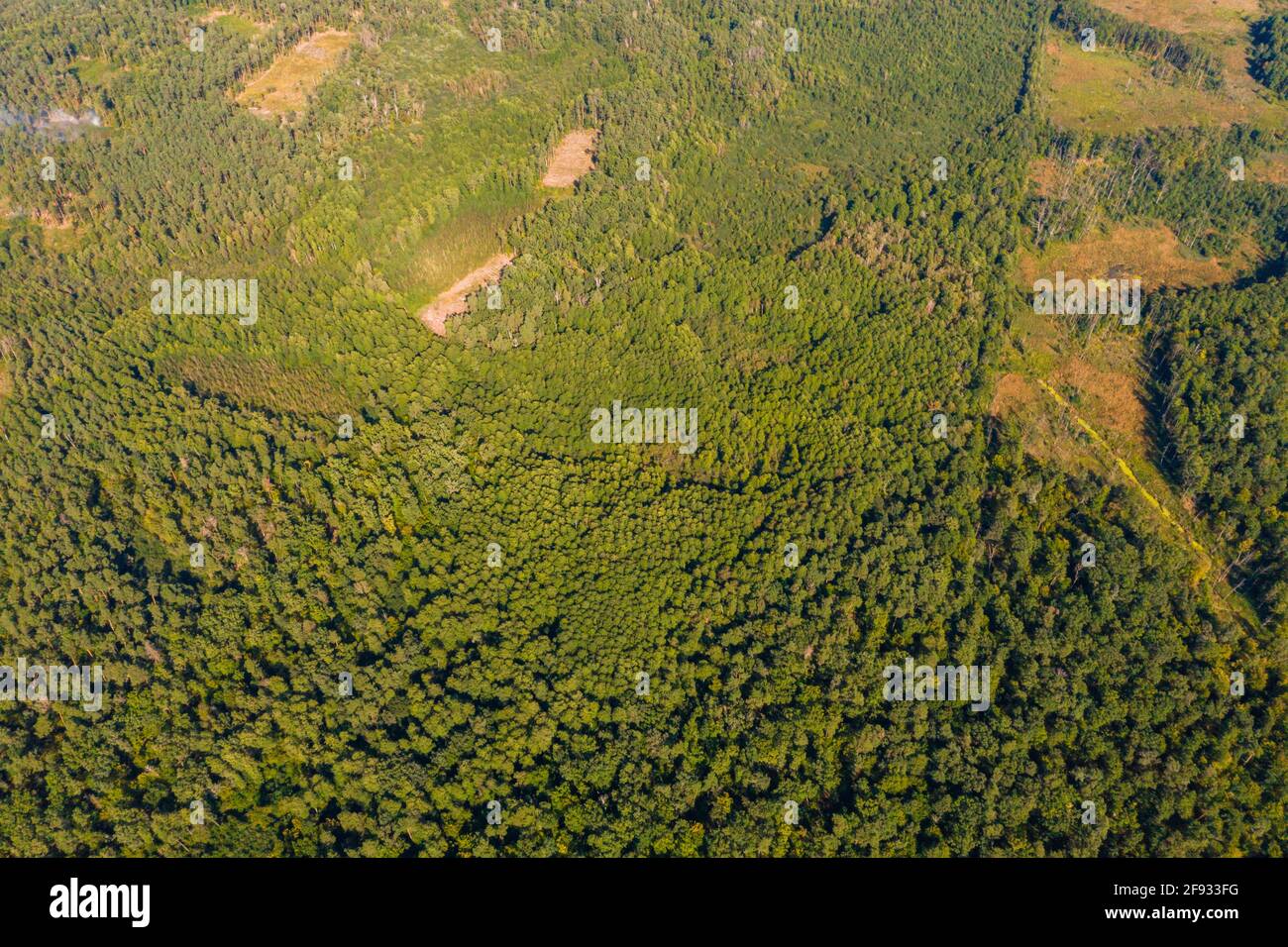 Deforestation, large-scale deforestation, destruction of the ...