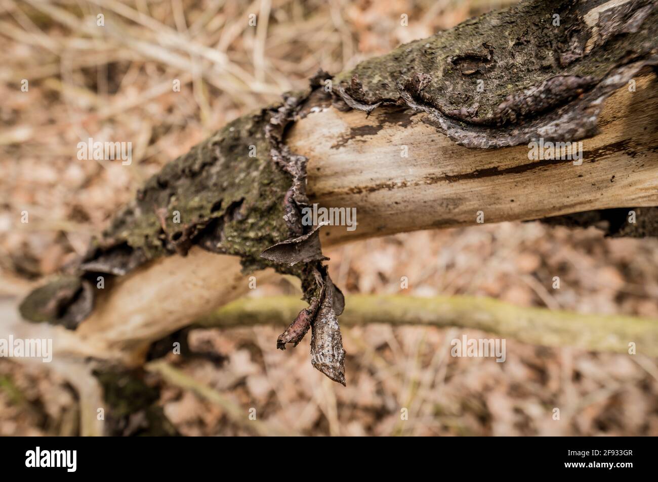 Closeup shot old layer hi-res stock photography and images - Alamy