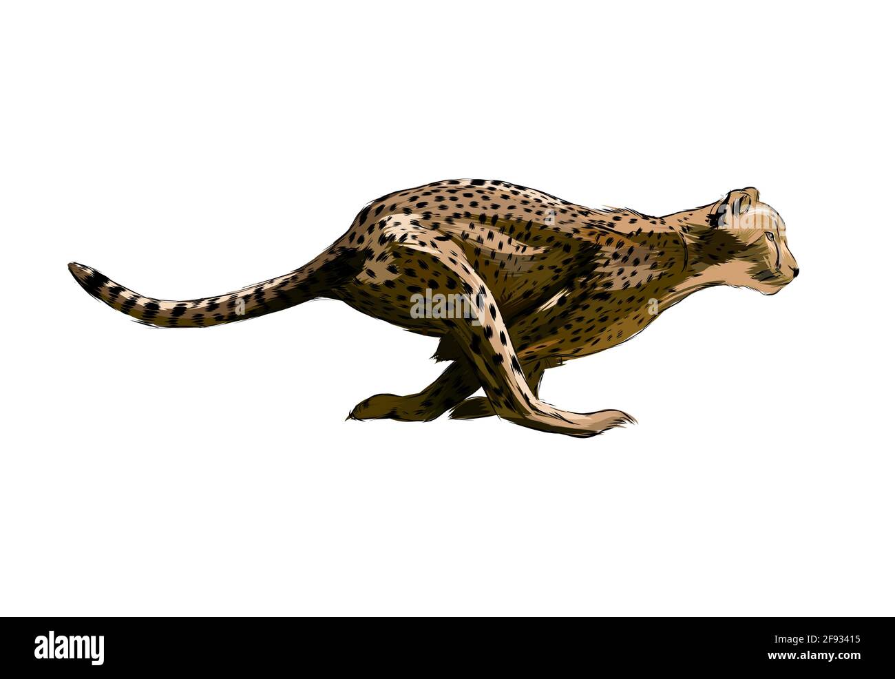 Cheetah from a splash of watercolor, colored drawing, realistic. Vector ...