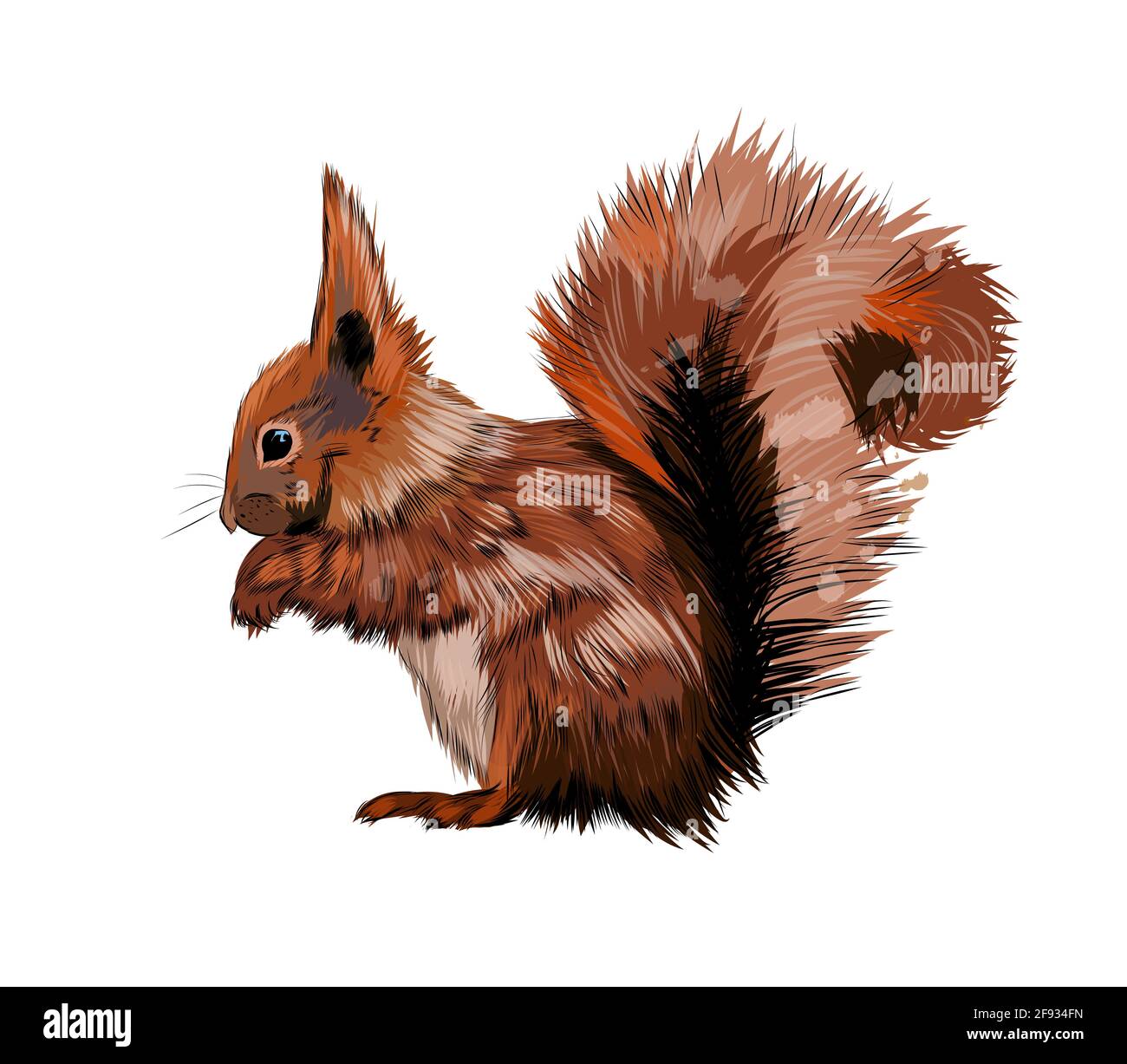 How To Draw A Realistic Squirrel