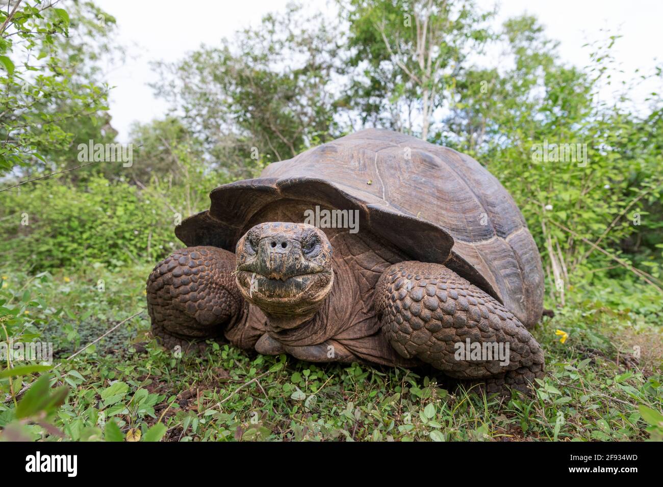 The most biggest turtle in the world. Galapagos giant tortoise ...