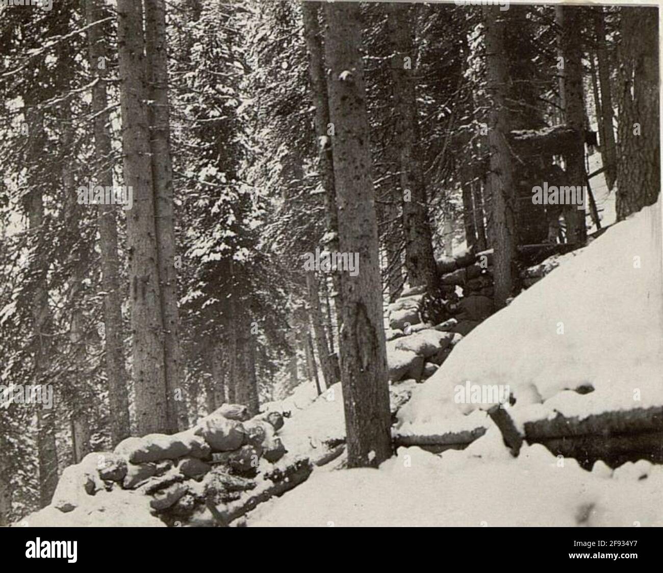 Trenched trench in the forest at the Schellaboden. Kreuzberg position ...