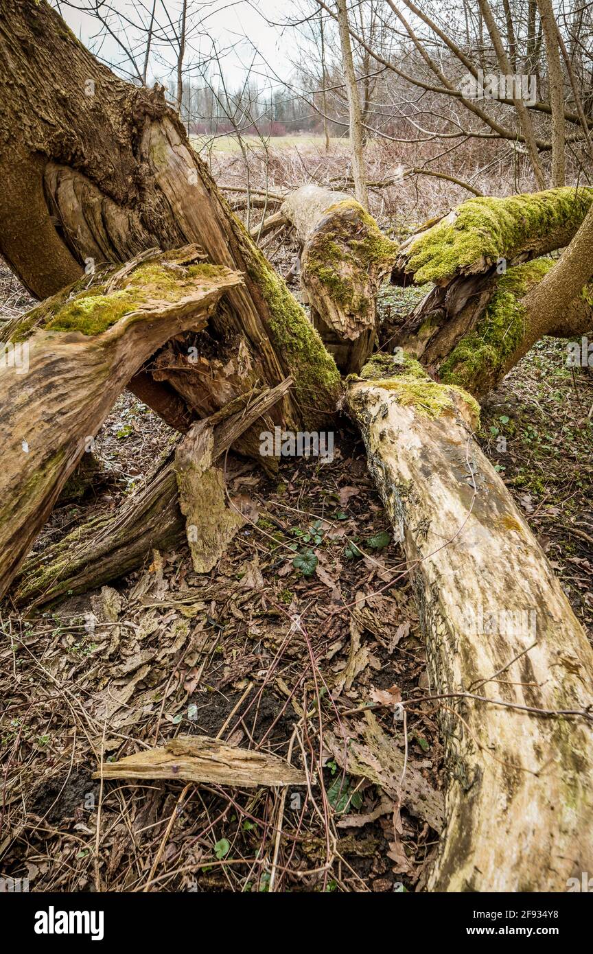 Closeup of fallen tree trunks covered with moss at a park Stock Photo ...