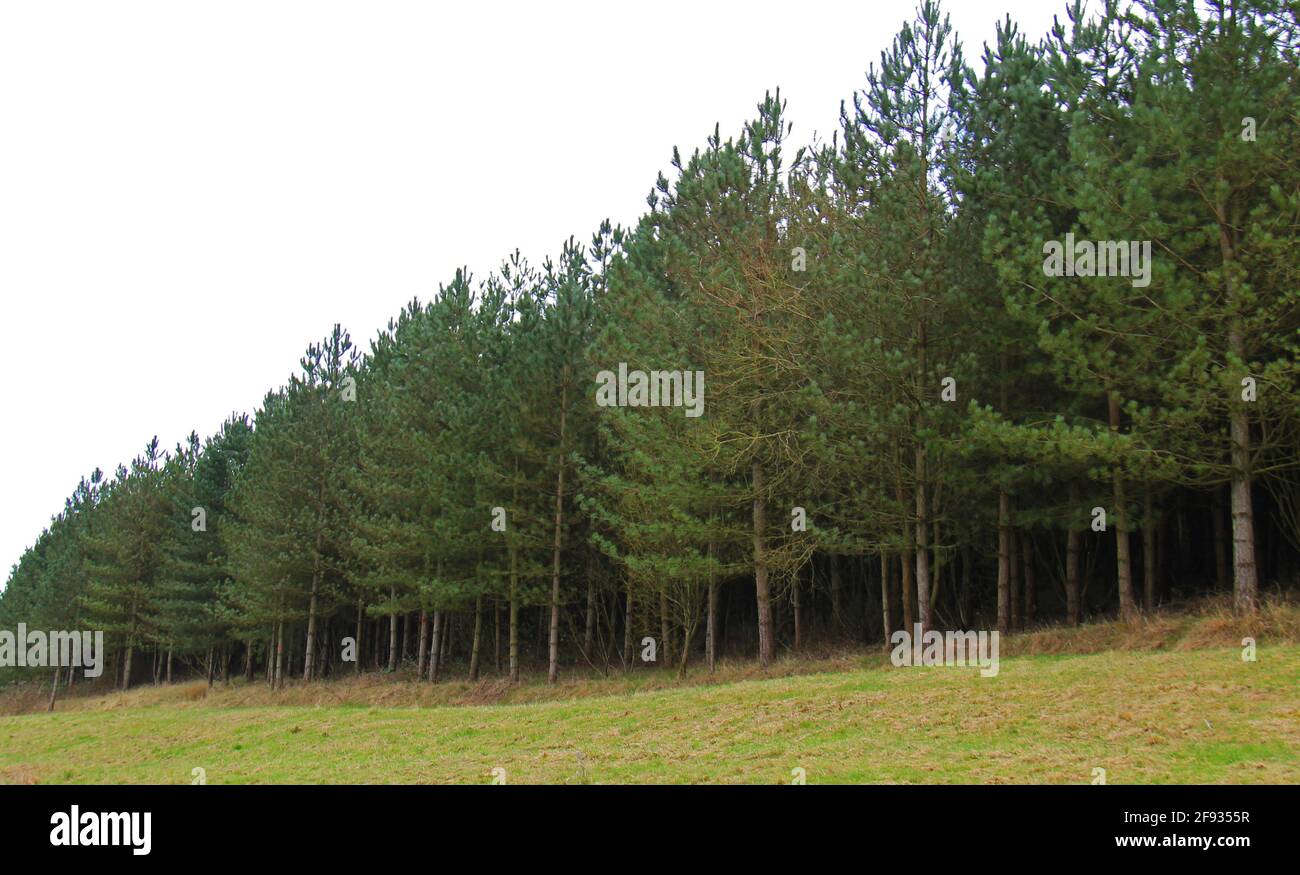 A Thick Hillside Plantation of Conifer Fir Trees Stock Photo - Alamy