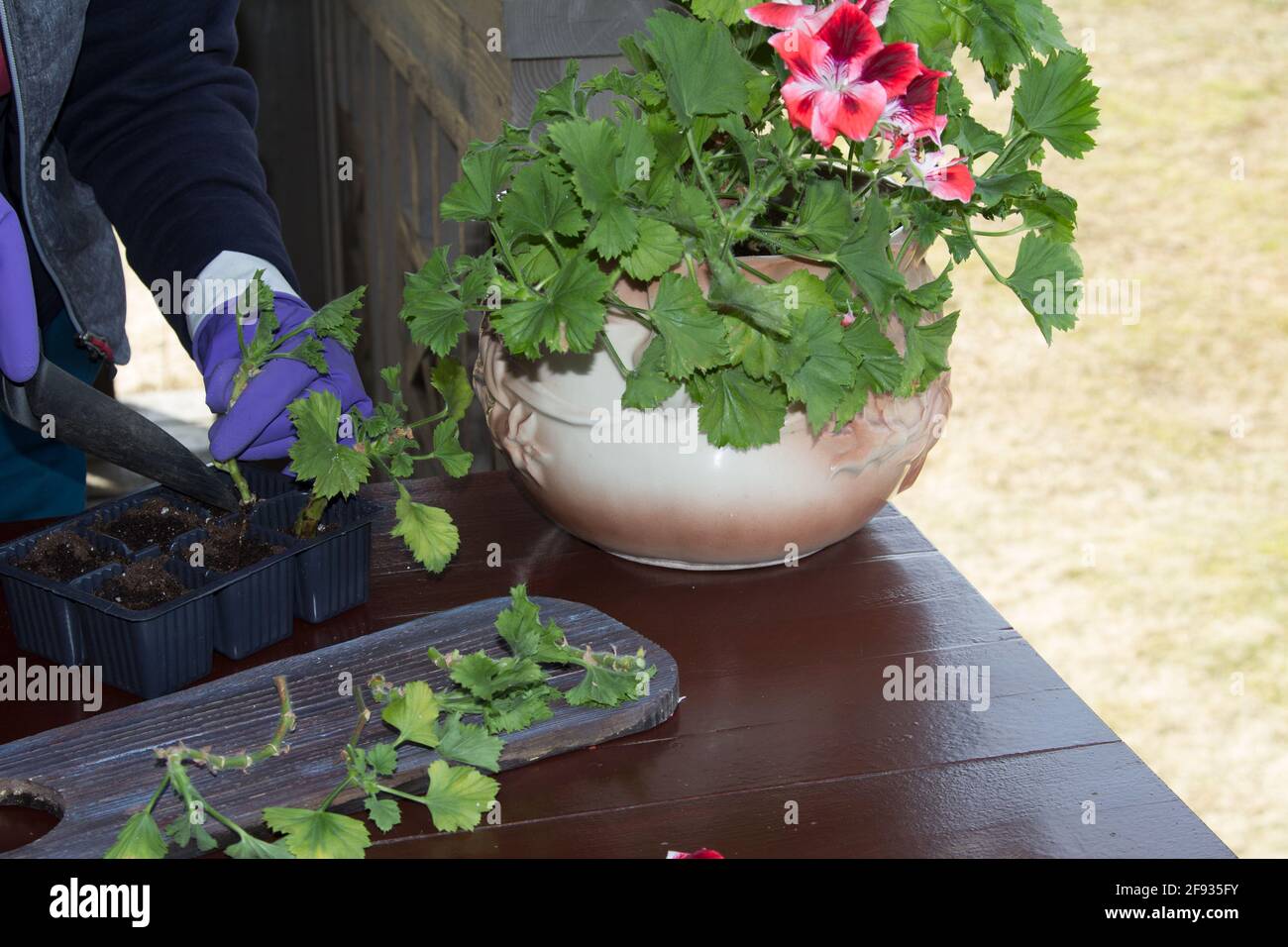 Rooting seedlings of flowers for transplanting to flower beds in the ...