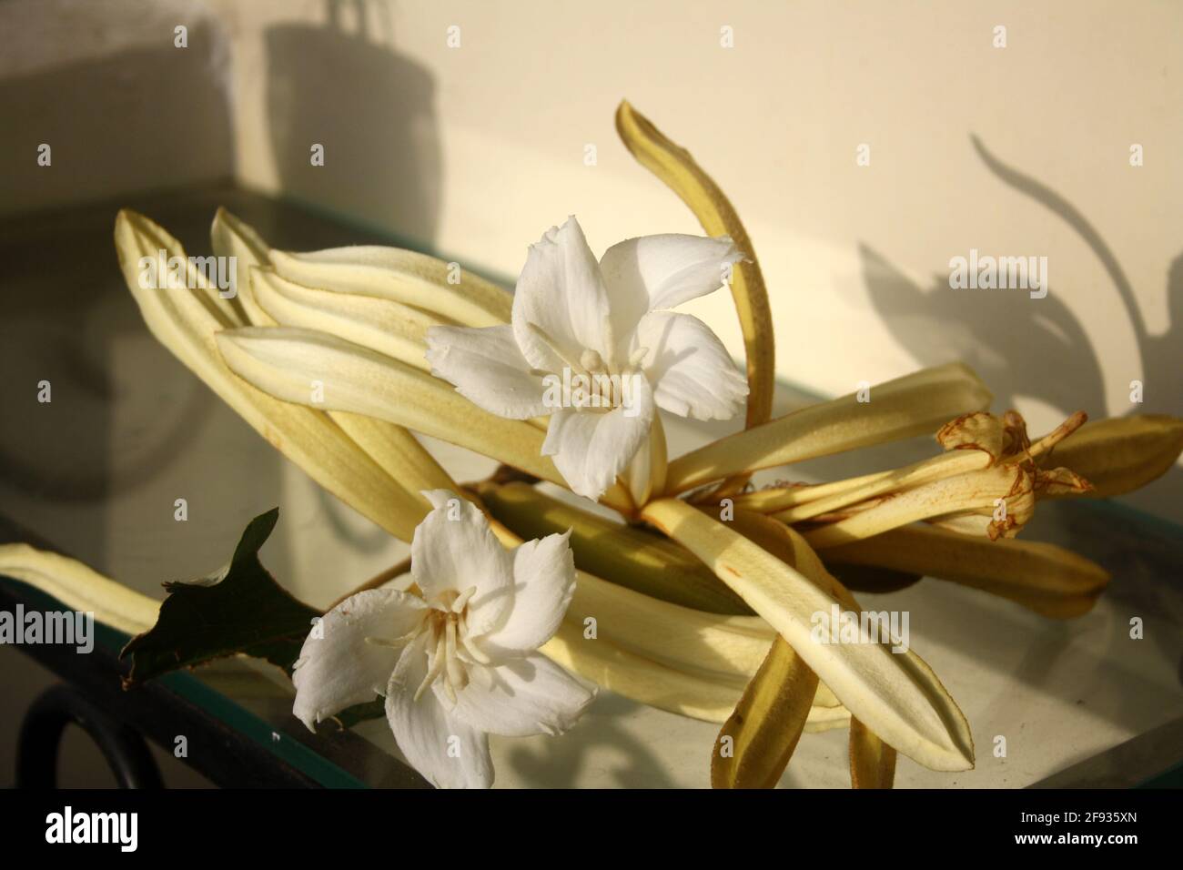 Bayur or Karnikara flower (Pterospermum acerifolium) in bloom Stock ...