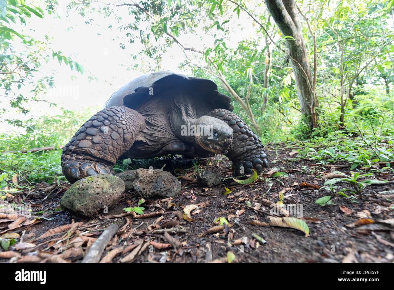 The most biggest turtle in the world. Galapagos giant tortoise ...