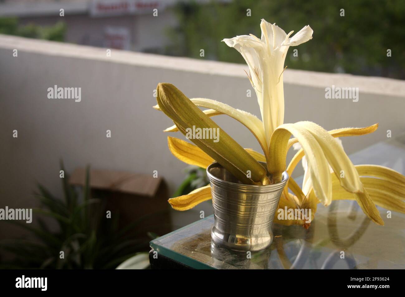 Bayur or Karnikara flower (Pterospermum acerifolium) in bloom Stock ...