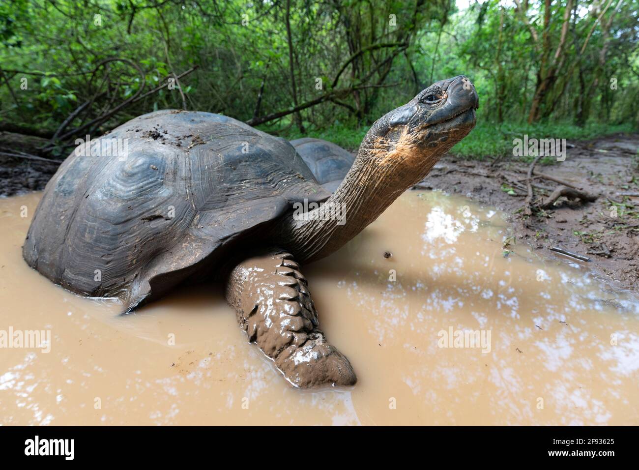 The most biggest turtle in the world. Galapagos giant tortoise ...