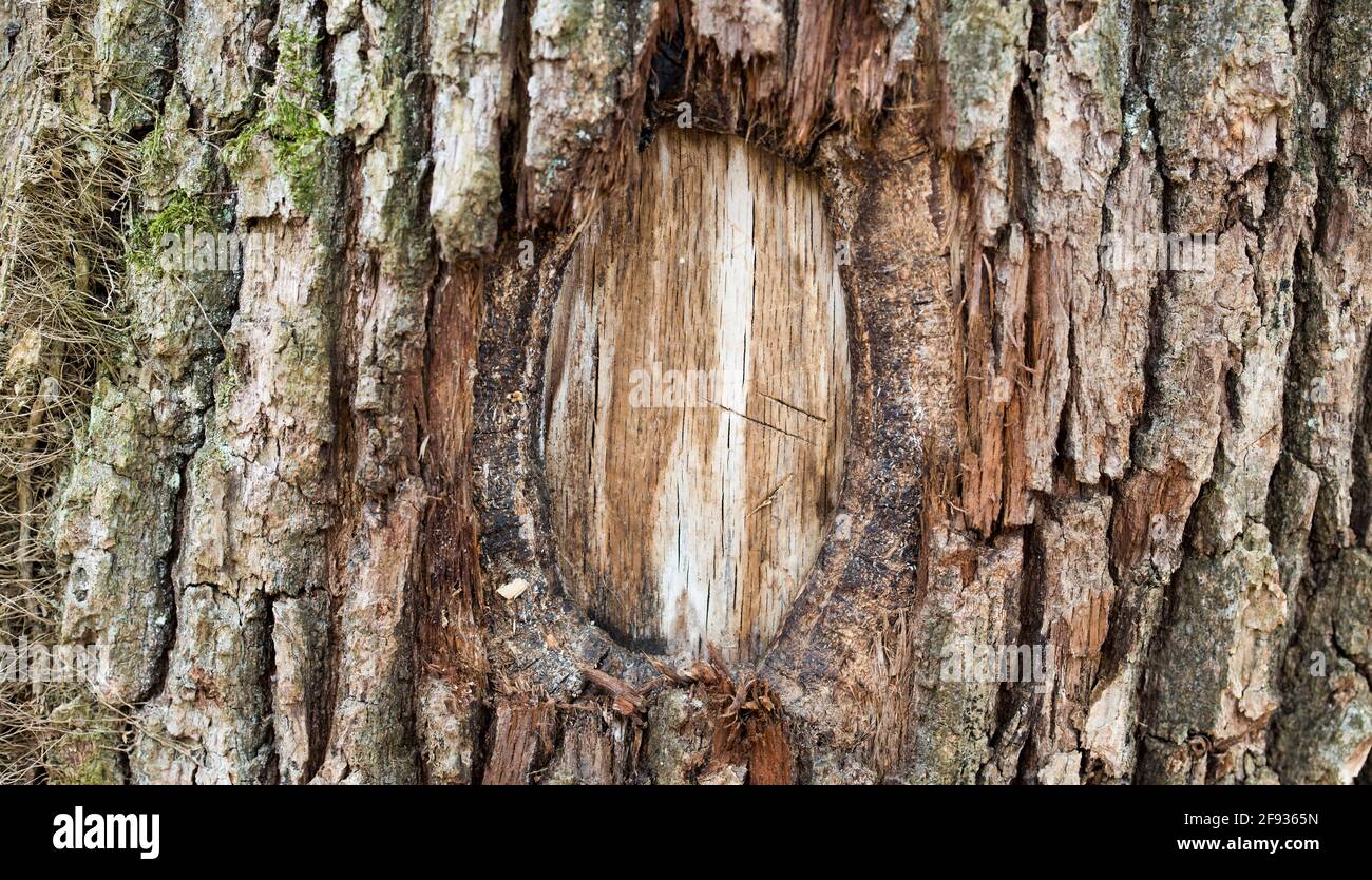 Very old tree bark texture background Stock Photo - Alamy