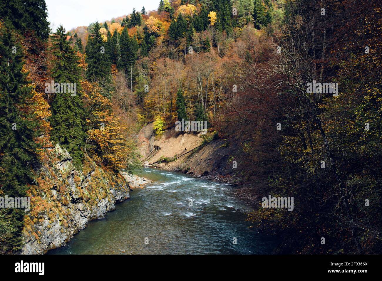 Autumn forest landscape trees nature fresh air Stock Photo - Alamy