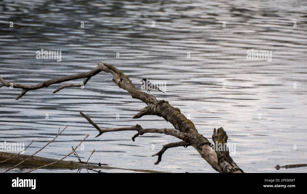 Rhine river over background hi-res stock photography and images - Alamy