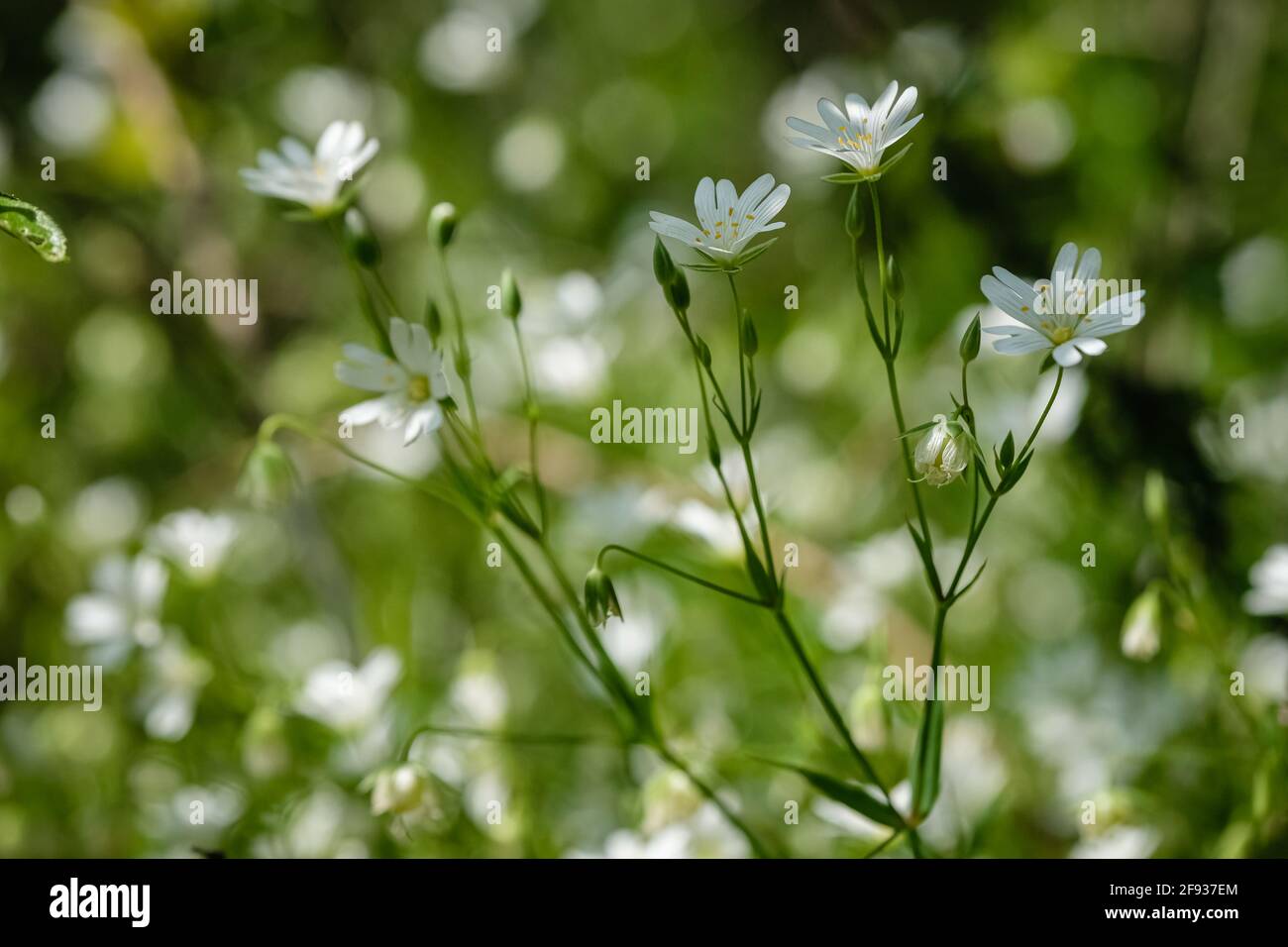 Ste Foy les Lyon (France), April 14, 2021. Stellaires in flower in a ...