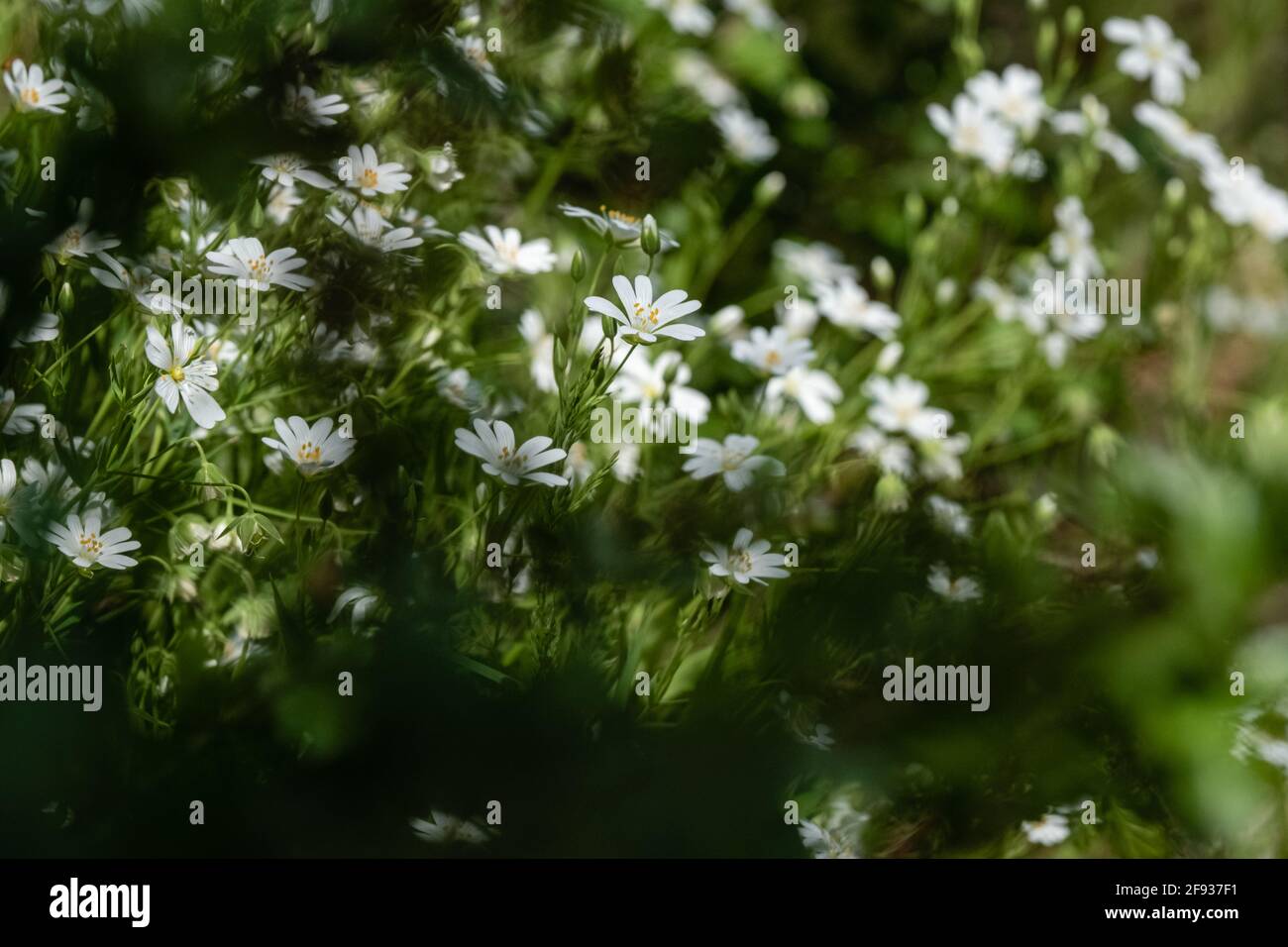 Ste Foy les Lyon (France), April 14, 2021. Stellaires in flower in a ...