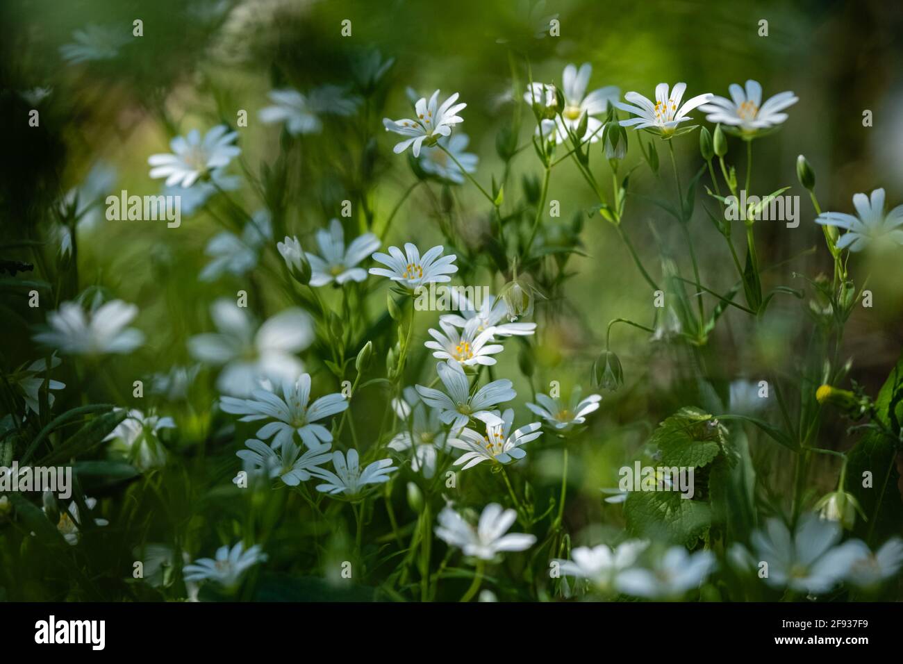 Petites fleurs blanches france hi-res stock photography and images - Alamy