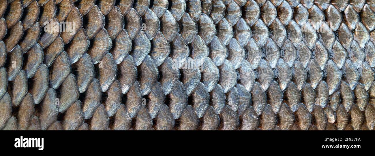 Fish Scales Texture High Resolution Stock Photography and Images - Alamy