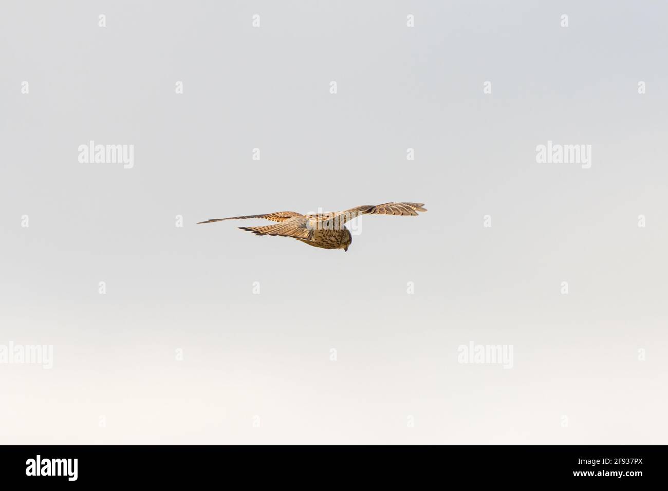 Kestrel wings down hi-res stock photography and images - Alamy