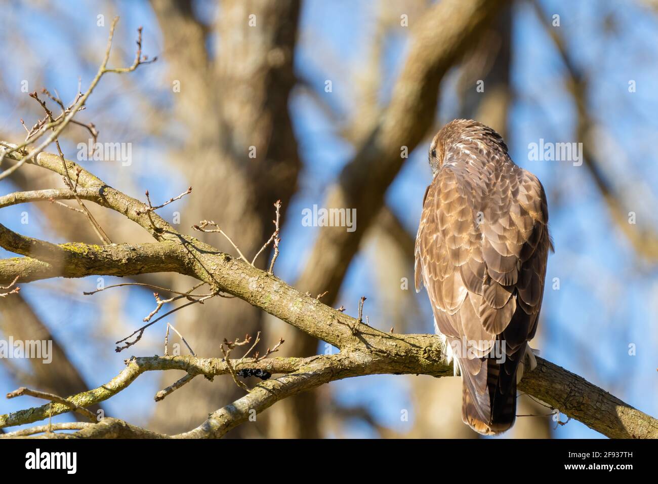 Buzzard in the forest. Sitting on a branch of a deciduous tree in ...