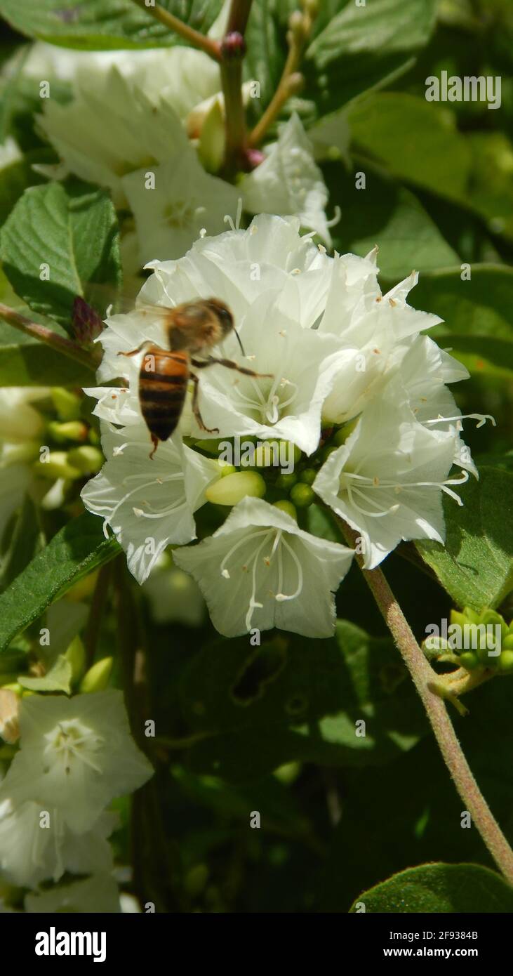 Vertical shot of a white weigela alba flower with a bee in the garden ...