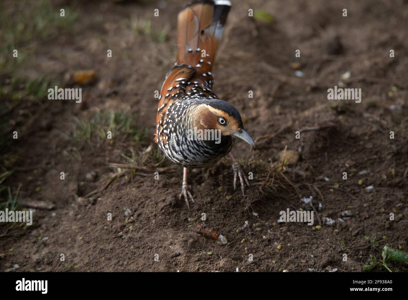 Bhutan laughingthrush hi-res stock photography and images - Alamy