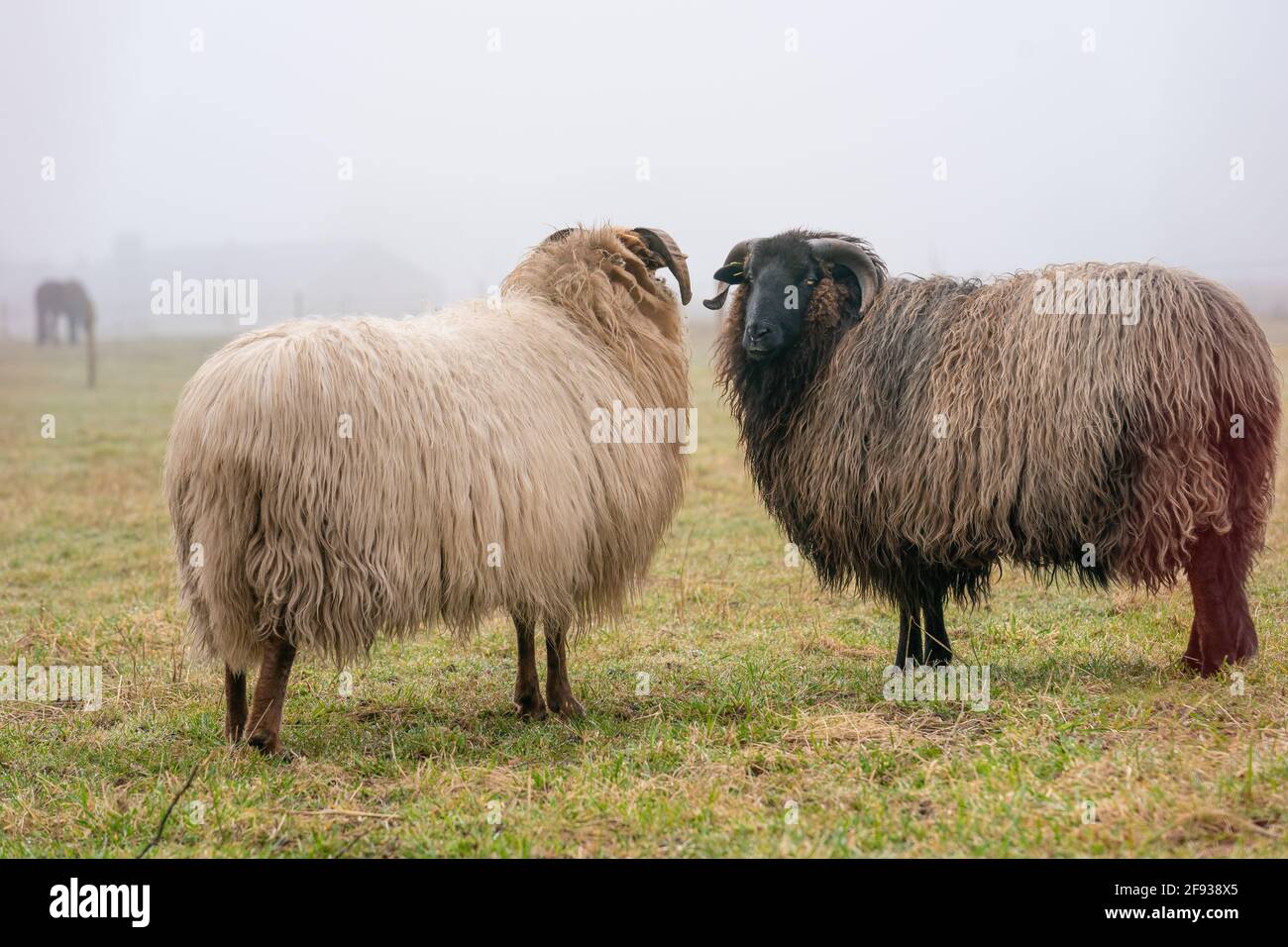 Two sheep in the mist. They look at camera, detail shot. Sheep feed on ...
