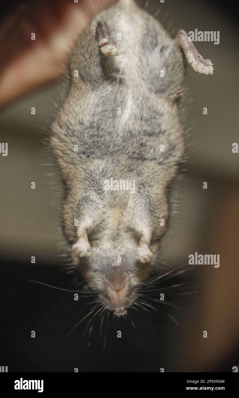 When a large rat is caught, it is held upside down by the tail. Close ...