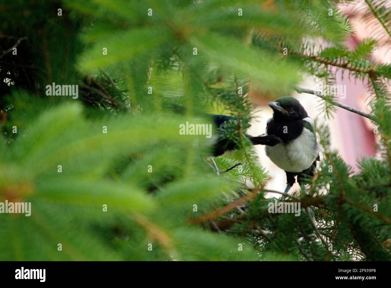 Young magpies in the magpie nest Stock Photo - Alamy