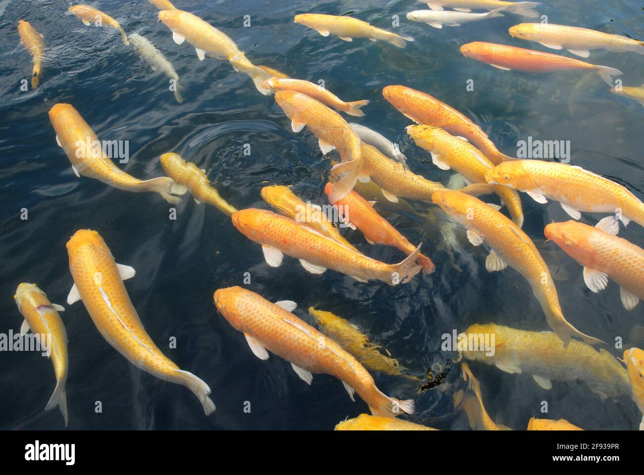 Koi fish playing in water hi-res stock photography and images - Alamy