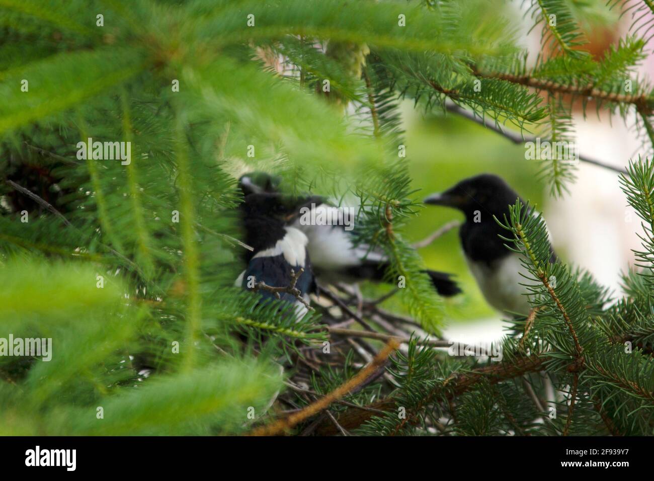 Magpie sheltering hi-res stock photography and images - Alamy