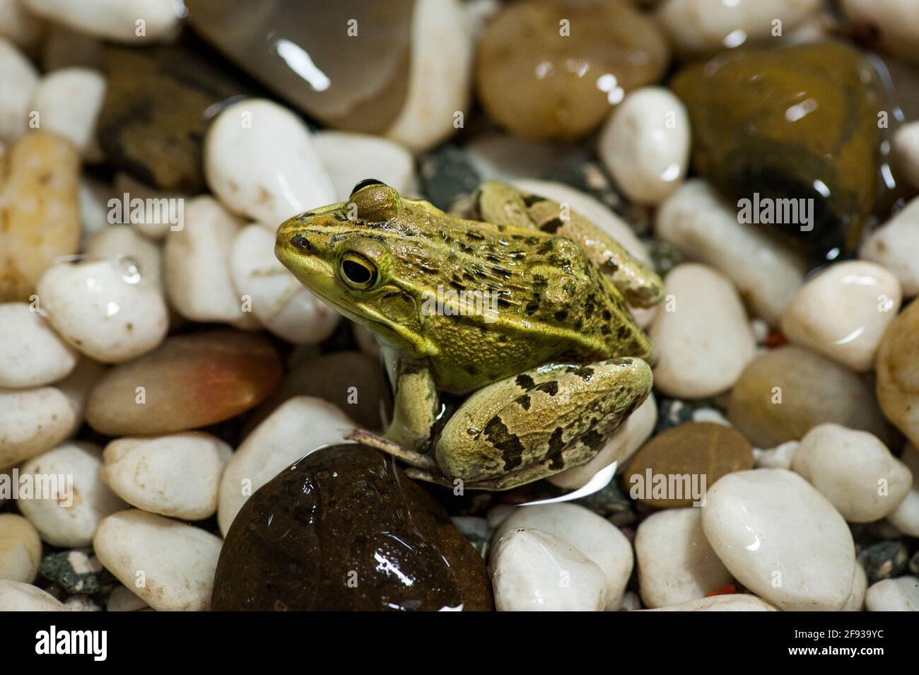 Frog in a gravel field with water Stock Photo - Alamy