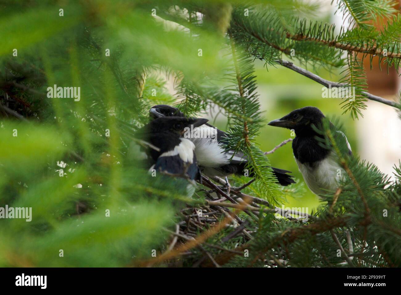 Young magpies in the magpie nest Stock Photo - Alamy