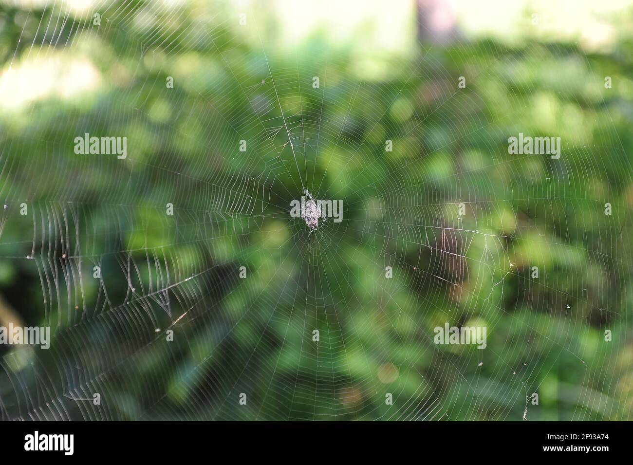 Spider webs and waiting for prey Stock Photo - Alamy