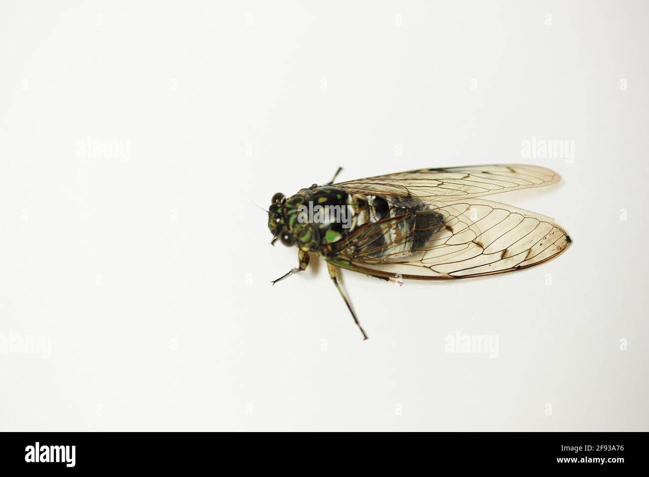 The cicada is a typical summer insect Stock Photo - Alamy