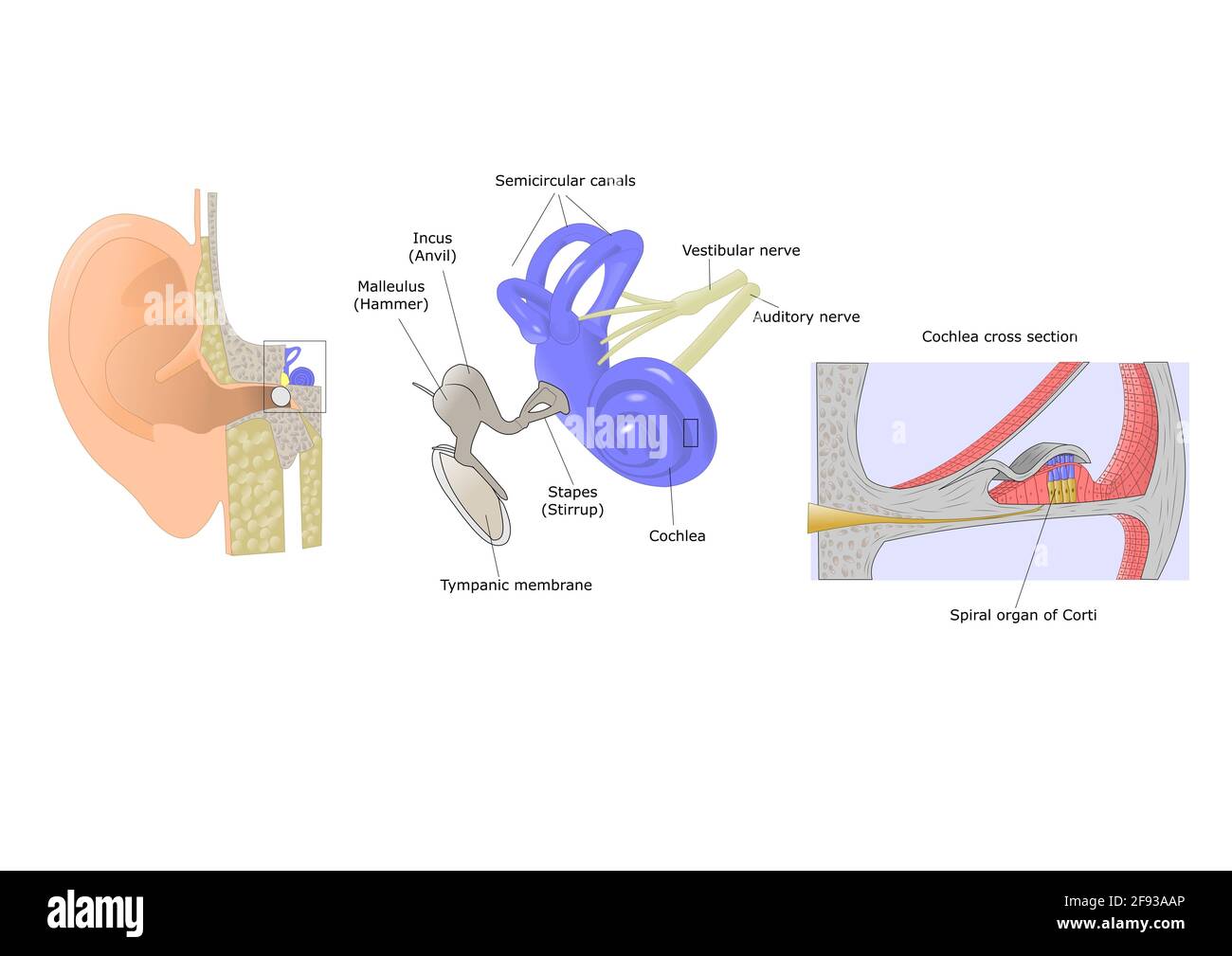 Auditory membrane hi-res stock photography and images - Alamy