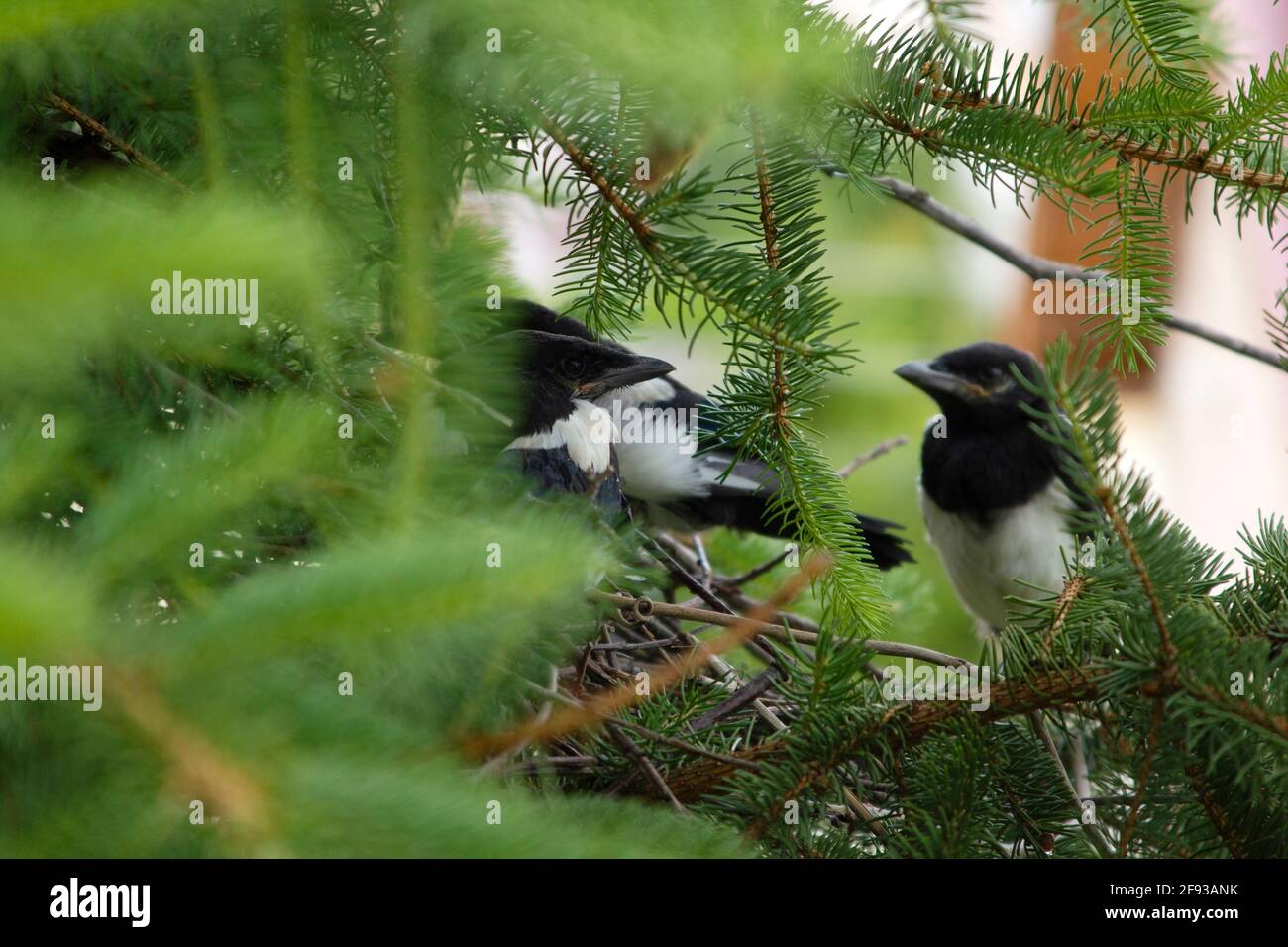 Young magpies in the magpie nest Stock Photo - Alamy