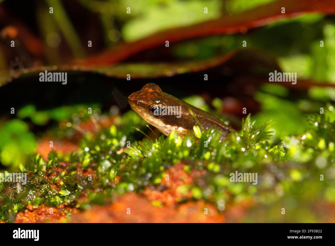 Micrixalus kottigeharensis hi-res stock photography and images - Alamy