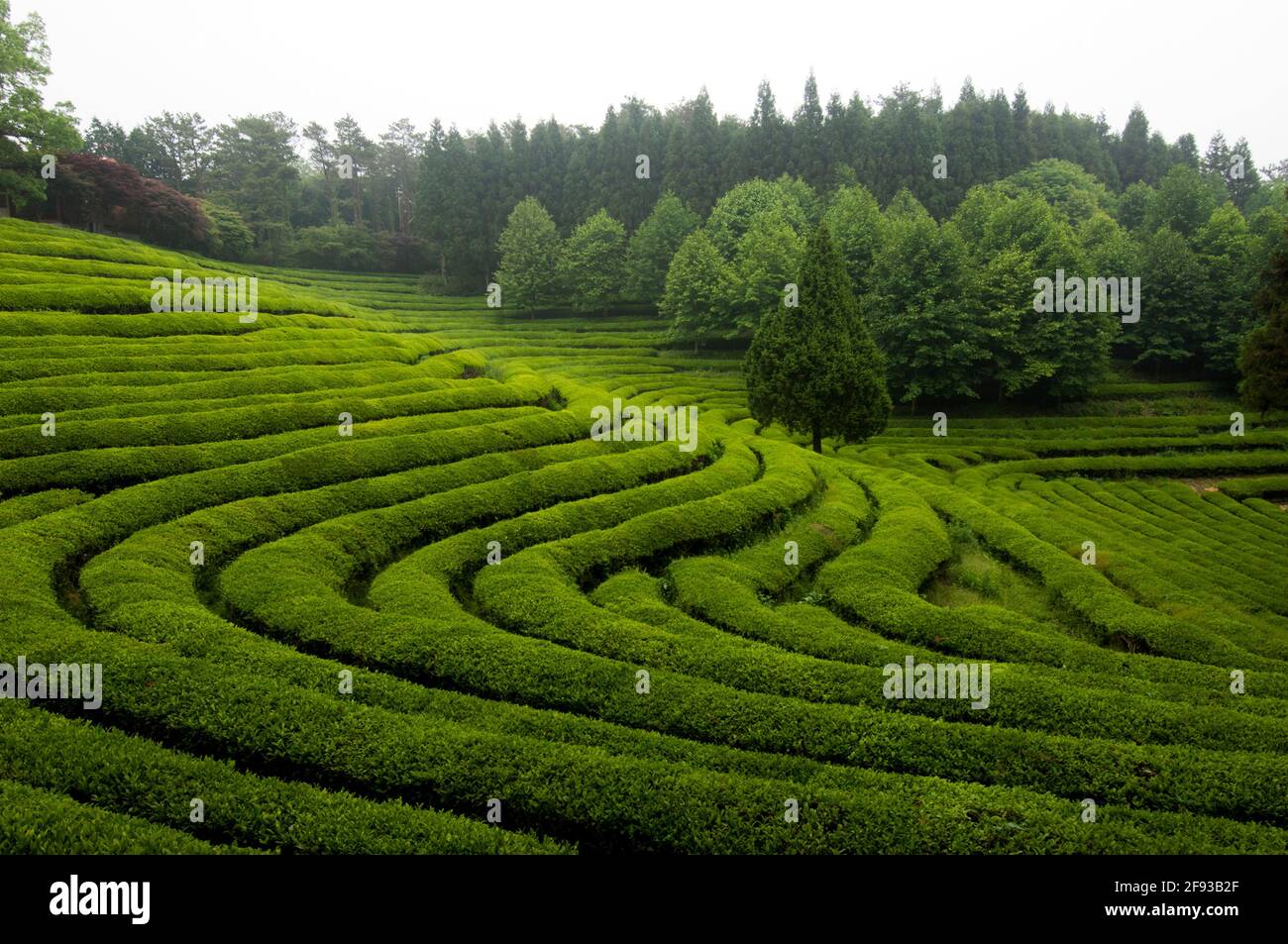 Boseong hi-res stock photography and images - Alamy