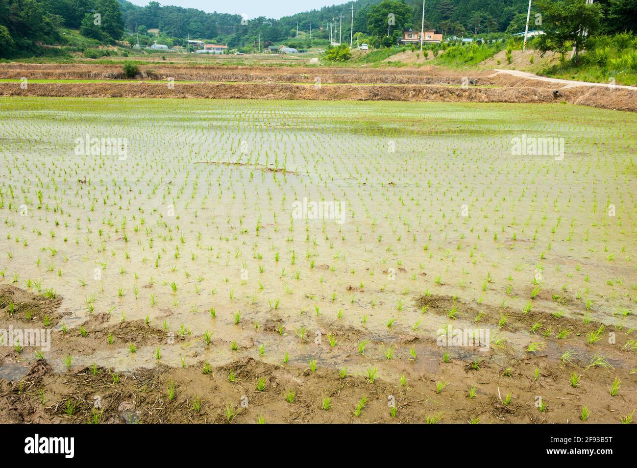 Planting seedlings in rice fields in early summer Stock Photo - Alamy