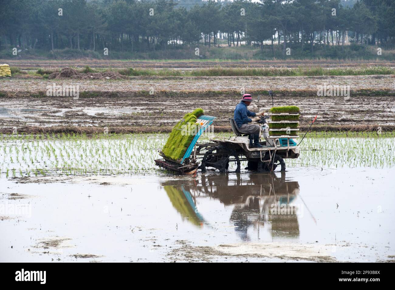 Planting seedlings in rice fields in early summer Stock Photo - Alamy
