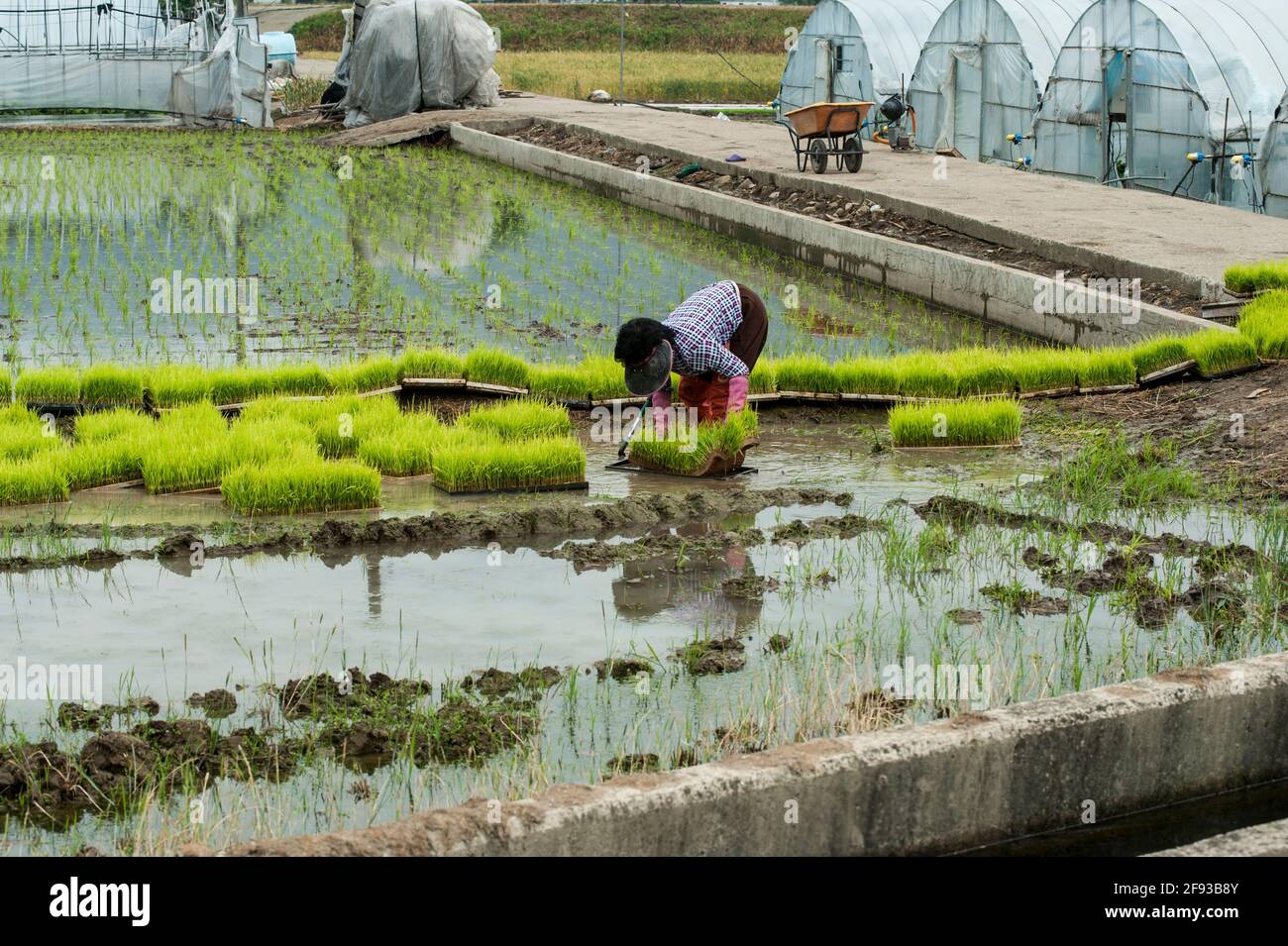 Planting seedlings in rice fields in early summer Stock Photo - Alamy