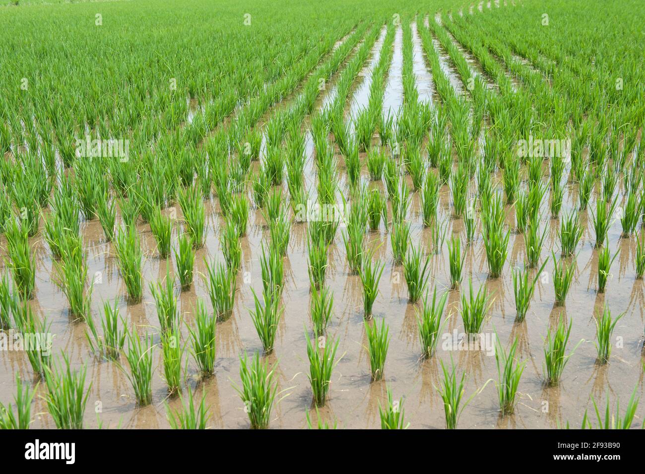 Rice growing in rice fields in early summer Stock Photo - Alamy