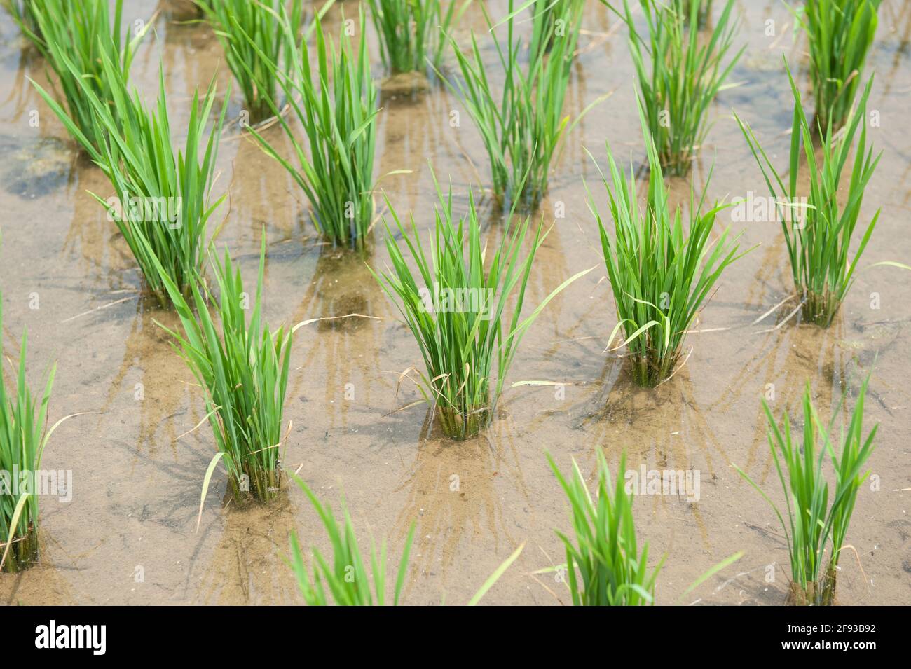 Rice growing in rice fields in early summer Stock Photo - Alamy