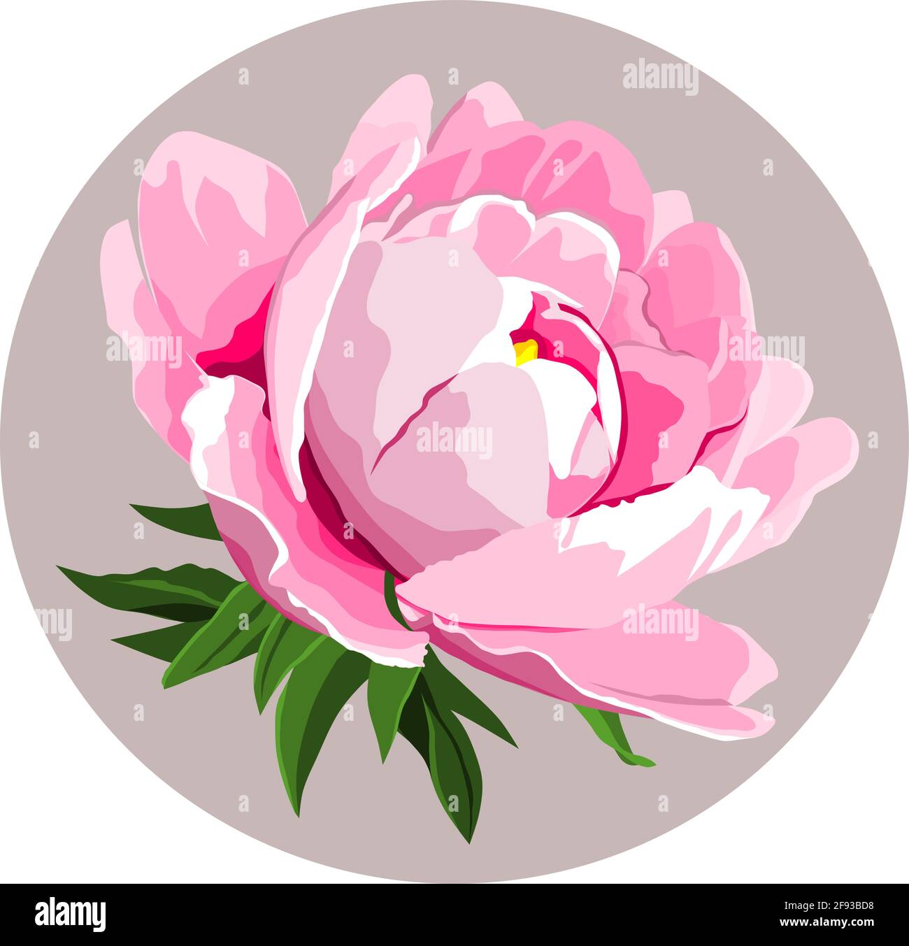 Vector of a pink peony flower Stock Vector Image & Art - Alamy