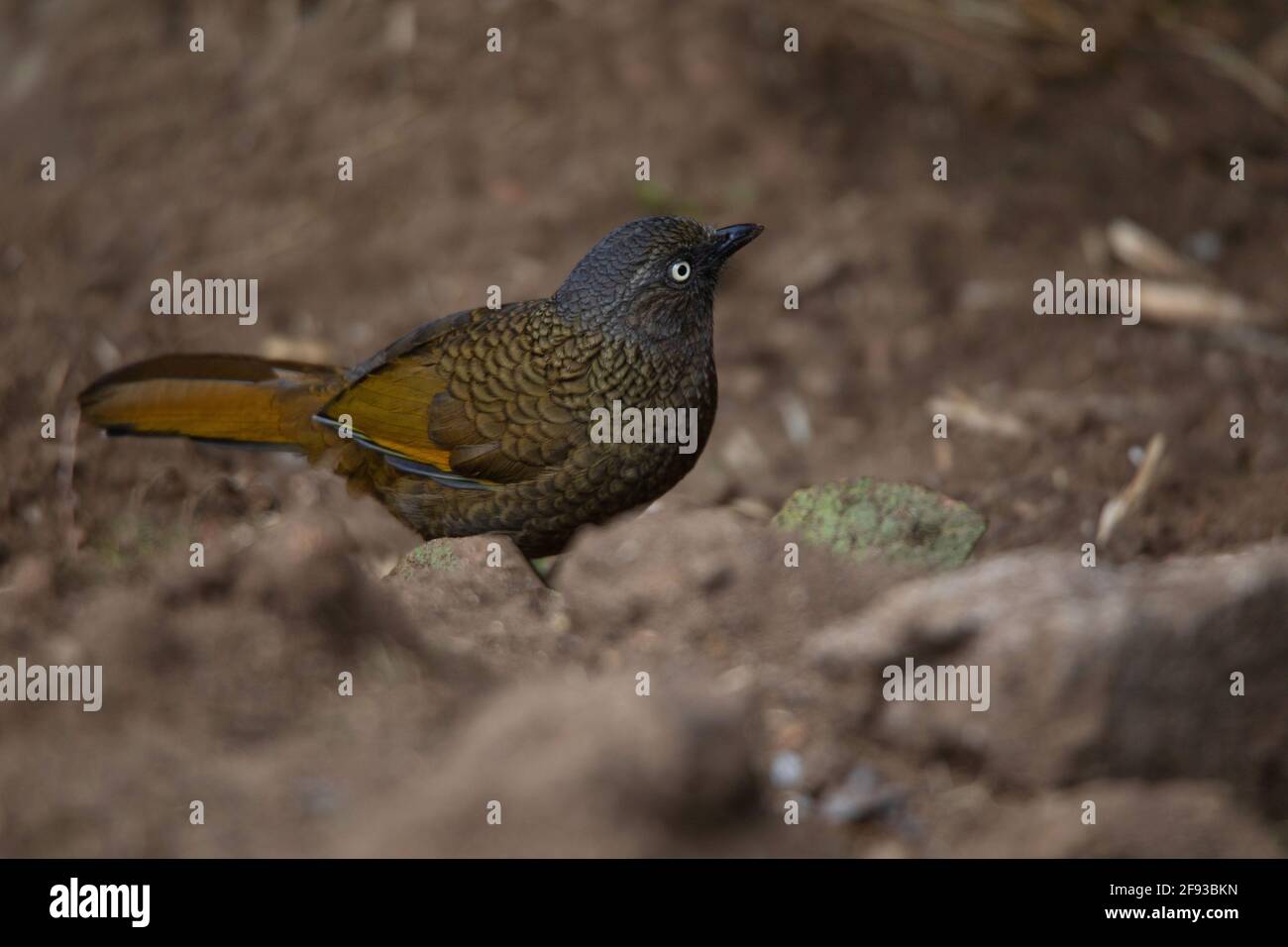 Trochalopteron subunicolor hi-res stock photography and images - Alamy
