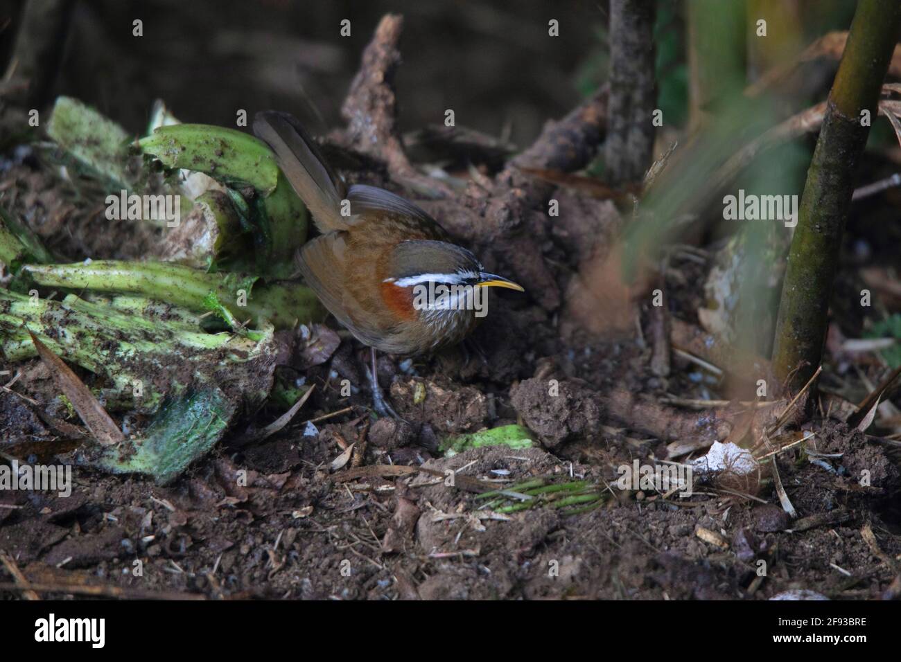 National bird of vietnam hi-res stock photography and images - Alamy