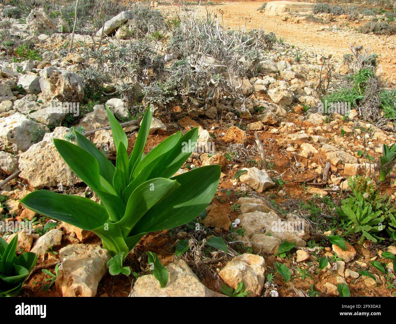 Season in malta hi-res stock photography and images - Alamy