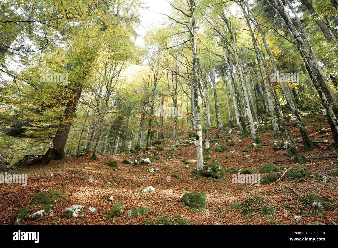 foliage inside an Italian forest at fall Stock Photo - Alamy