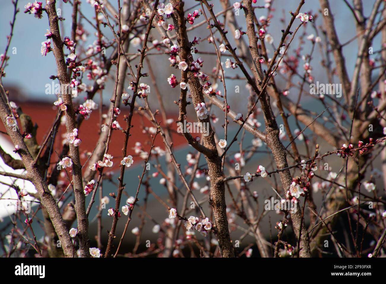 Pink apricot flowers of the Armenian plum tree in the march sun Stock ...
