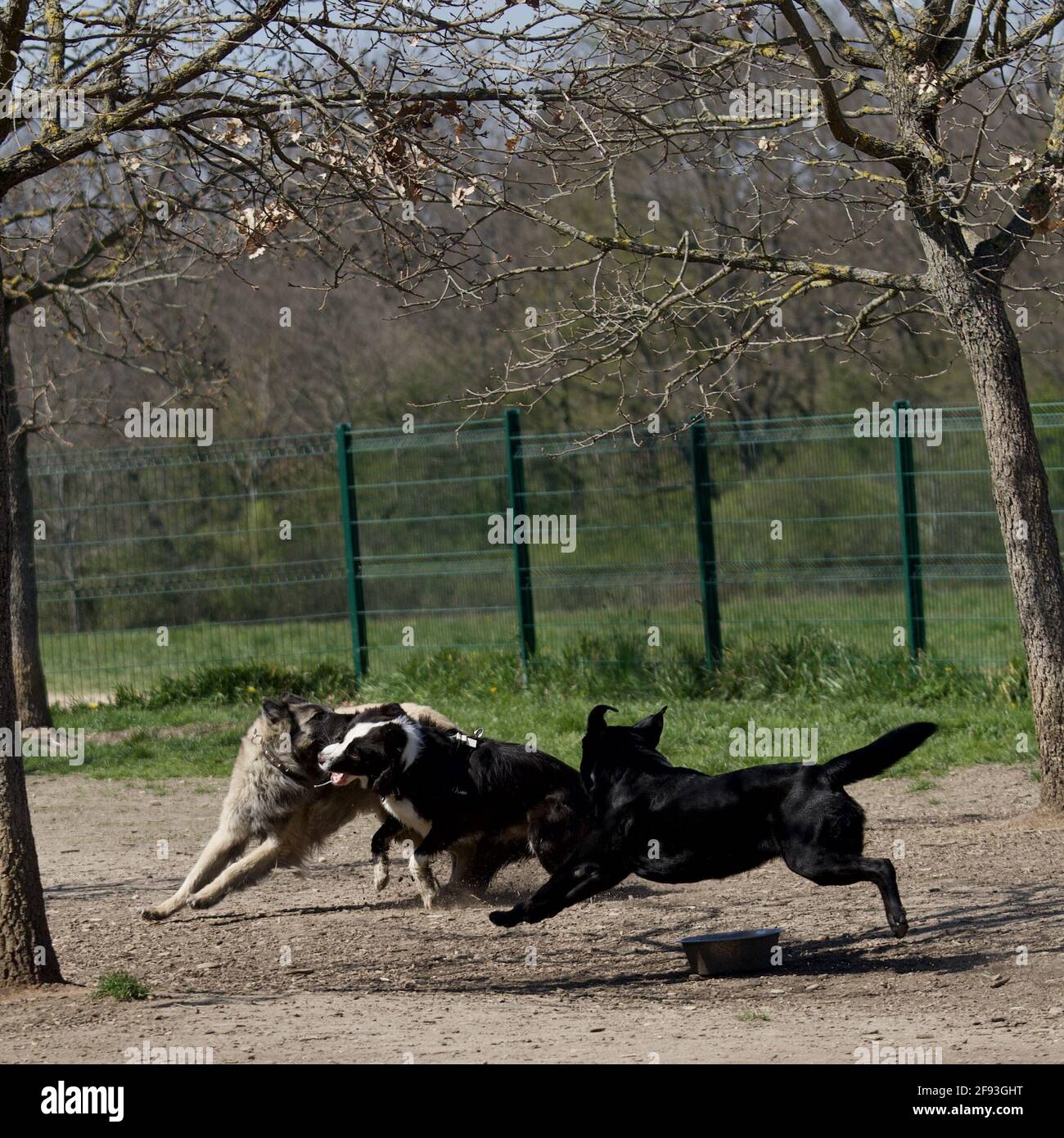 3 very aggressive fighting dogs Stock Photo - Alamy