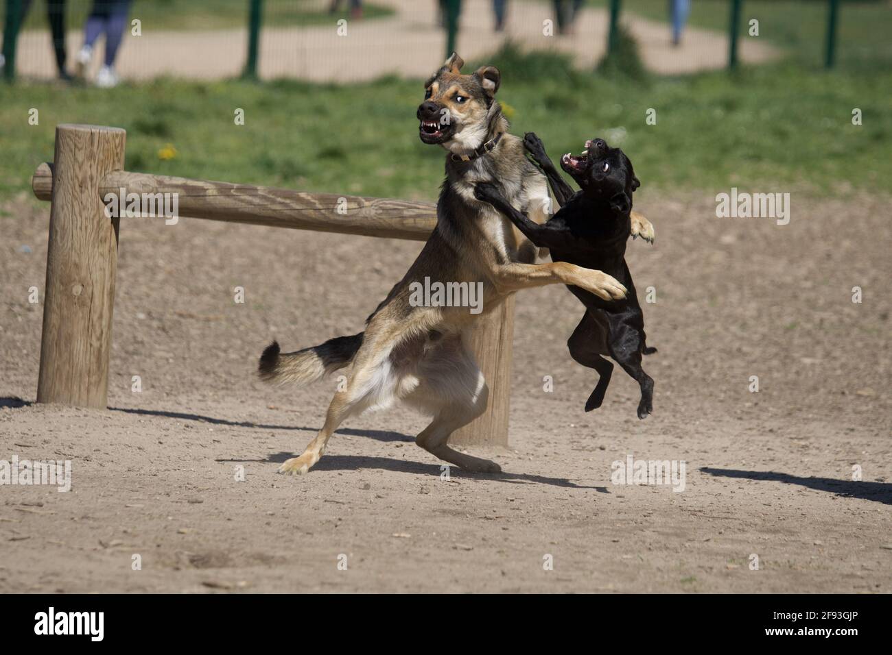 2 very aggressive Fighting dogs Stock Photo - Alamy